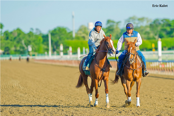 California Chrome: A Message From Bud - Paulick Report | Latest news ...
