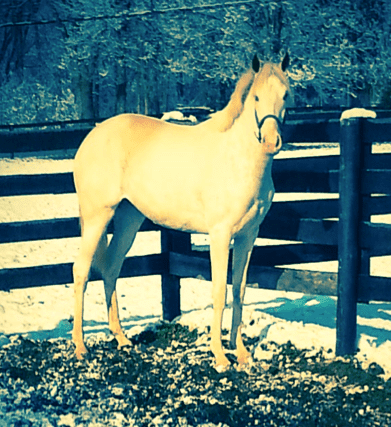 Rare White Filly Included in Fasig-Tipton Catalog - Paulick Report ...
