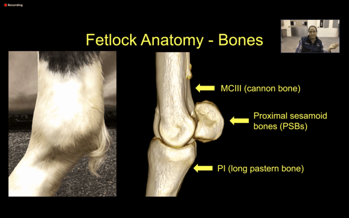 Welfare And Safety Summit: Using Imaging To Prevent And Diagnose Injury ...