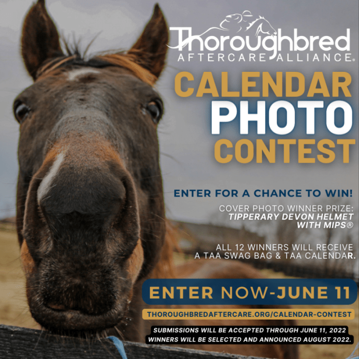 Thoroughbred Aftercare Alliance Launches Second Annual Calendar Photo ...