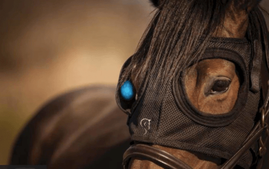 Study: Blue-Light Therapy Leads To Shorter Gestation, Smaller Foals ...