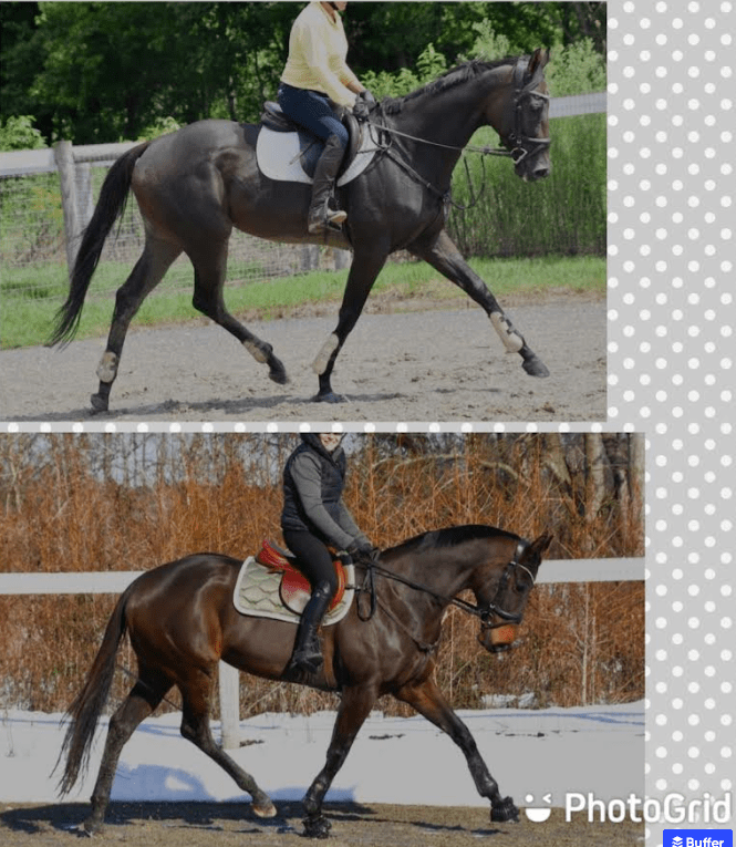 'She Makes My Heart Smile': After Tough Luck, Former Racehorse Finds ...