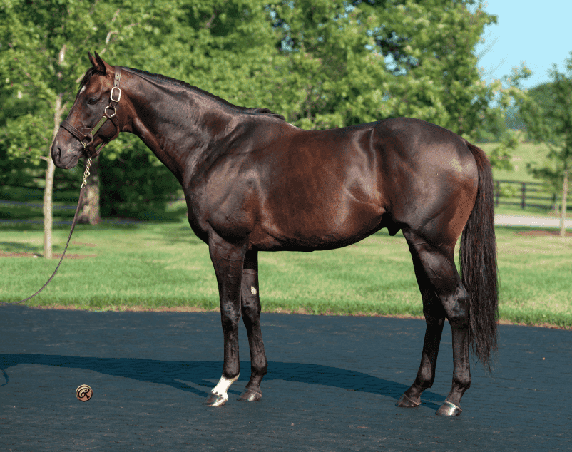 Grade 1 Winner, Veteran Sire Paynter Euthanized At Age 14 - Paulick Report