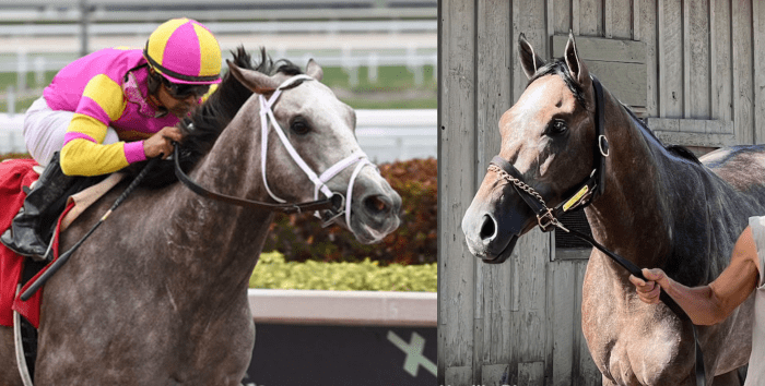 What Separates Tapit Trice And Charge It, Gainesway's Two New Sons Of ...