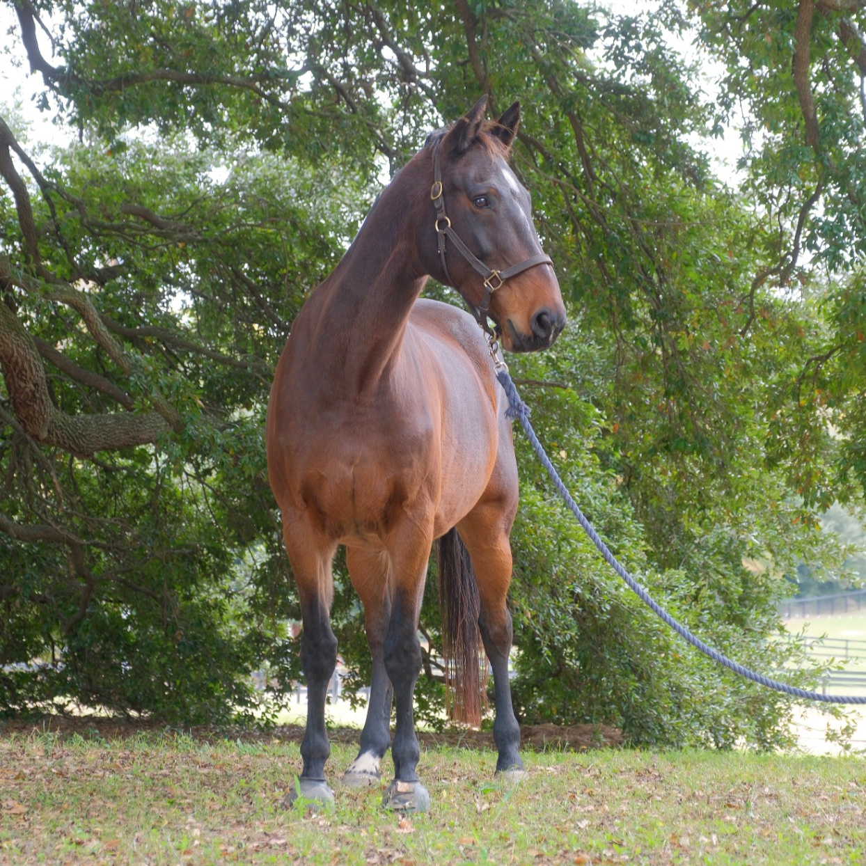 'Arnie' Wins USEF's Inaugural Heart Horse Award - Paulick Report ...