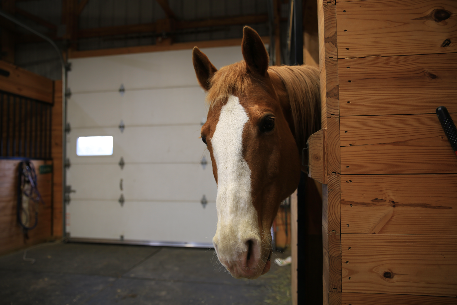 Winter Barn Ventilation: Balancing Warmth And Well-Being - Paulick ...
