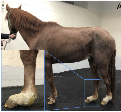 Genetic Test Developed For Degenerative Suspensory Ligament Desmitis In ...