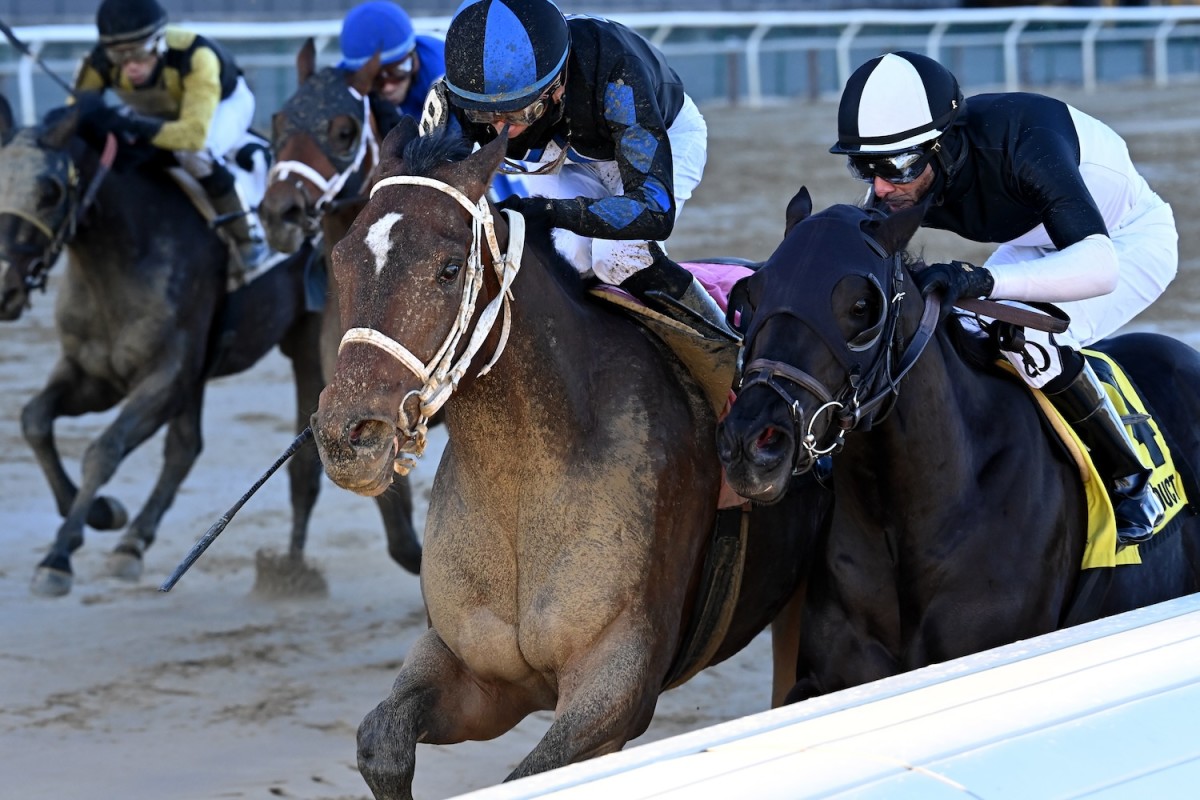 Parx Invader Uncle Heavy Nose Best In Withers; Wood Memorial Could Be ...