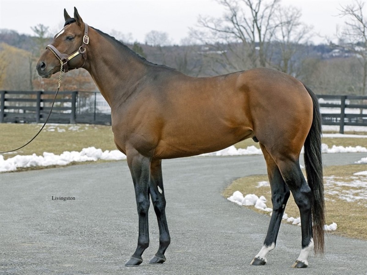 Stallion Spotlight Presented By New York Thoroughbred Breeders Inc ...