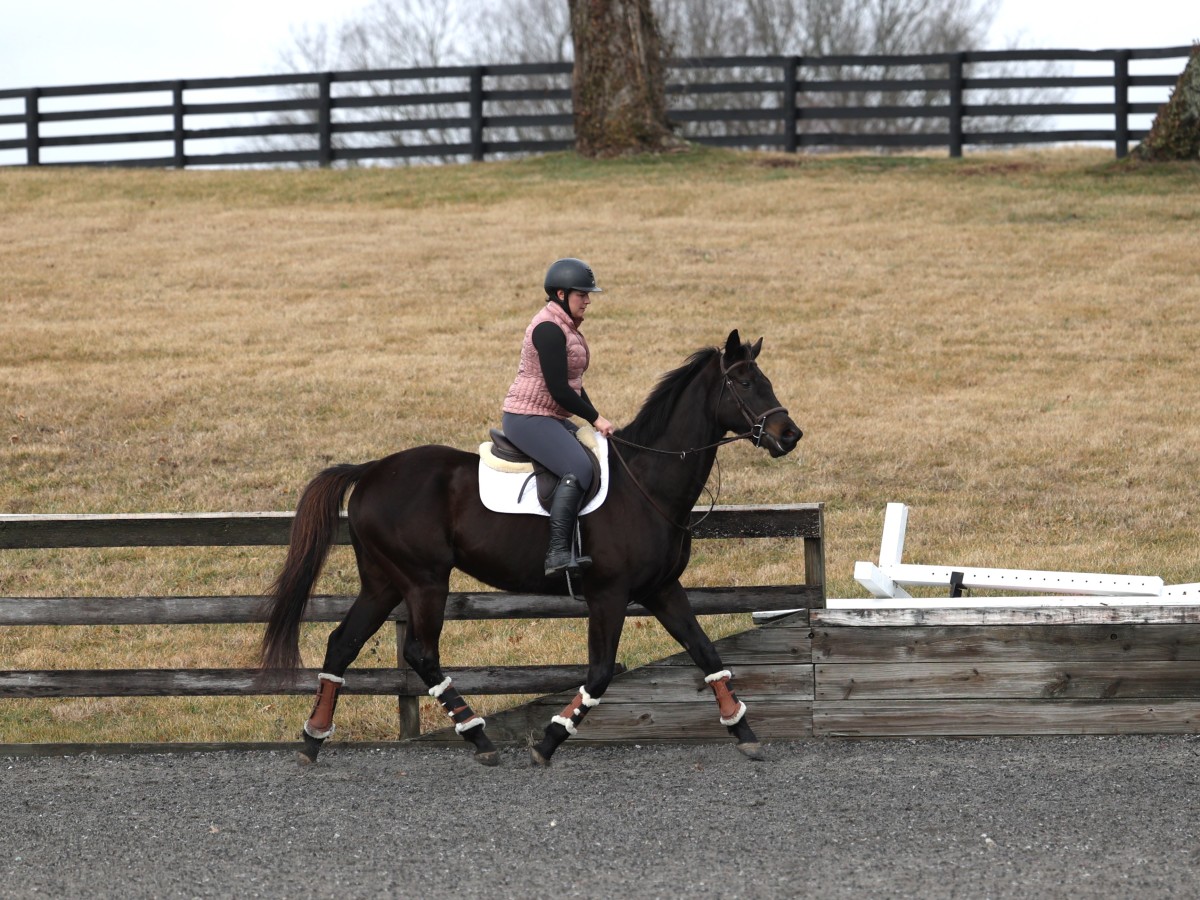 OTTB Training Toolkit Presented by Doc Lane's Veterinary Pharmacy: Your ...