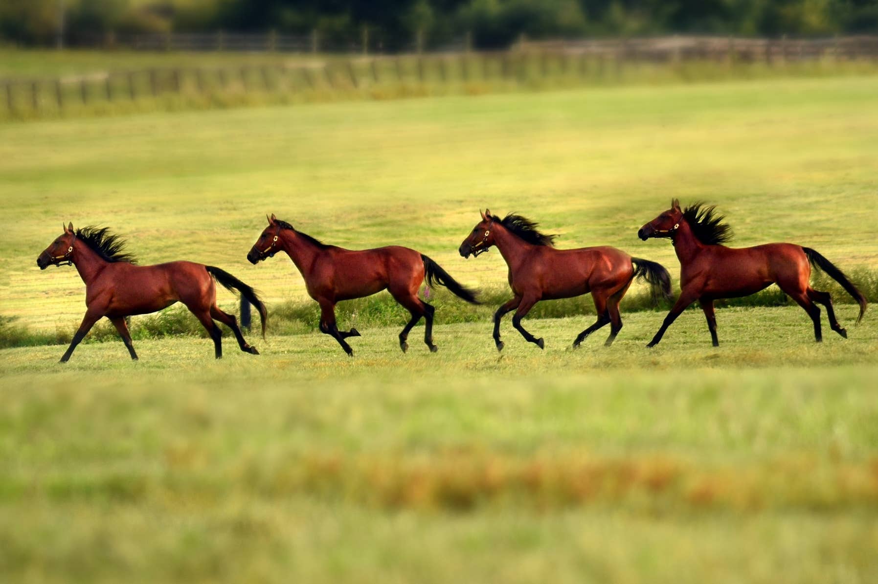Study Shows Horse Racing In New York Brings $3 Billion To State's ...