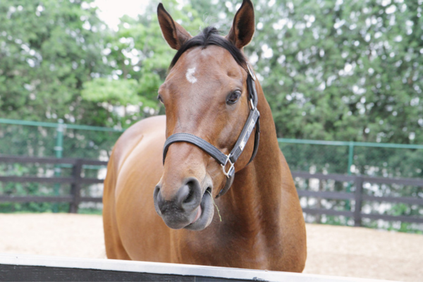 Mine That Bird Returns To Kentucky Derby Museum For March 27 Legends ...