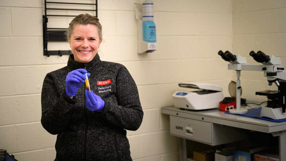 Largest Equine Corneal Transplant In History Performed At NC State ...
