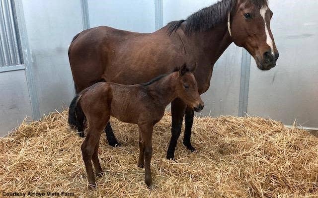 First Foal Is A Colt For California Stallion Visitant - Paulick Report ...