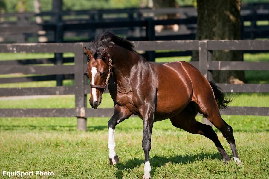 Veteran Sire Tiz Wonderful Dies In Korea At Age 20 - Paulick Report ...
