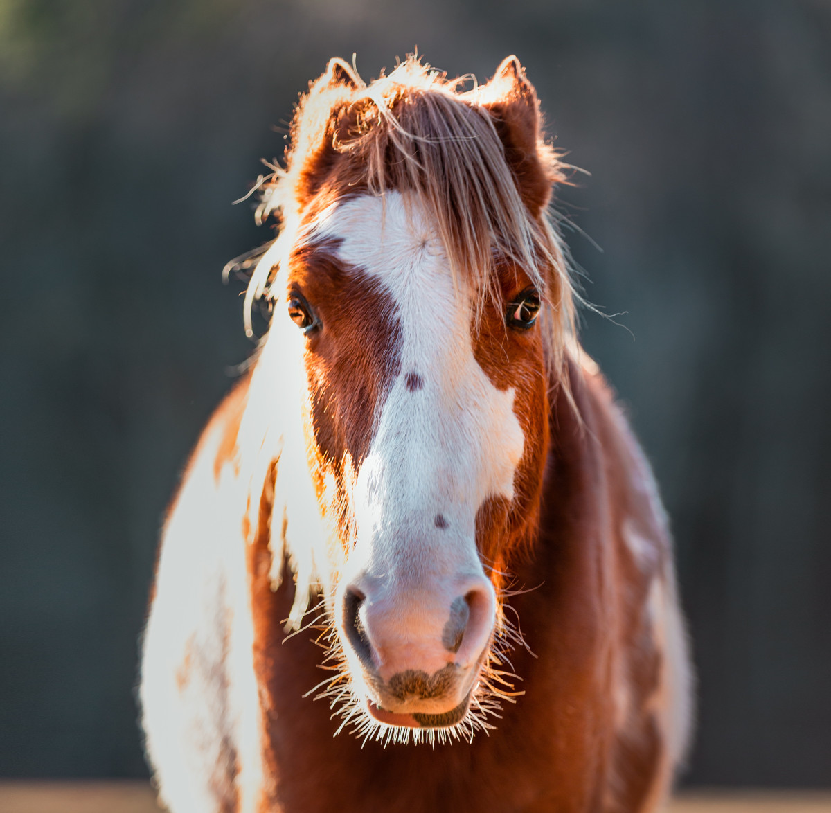 Do Hormones Heighten Mareish Behavior? - Paulick Report | Latest news ...