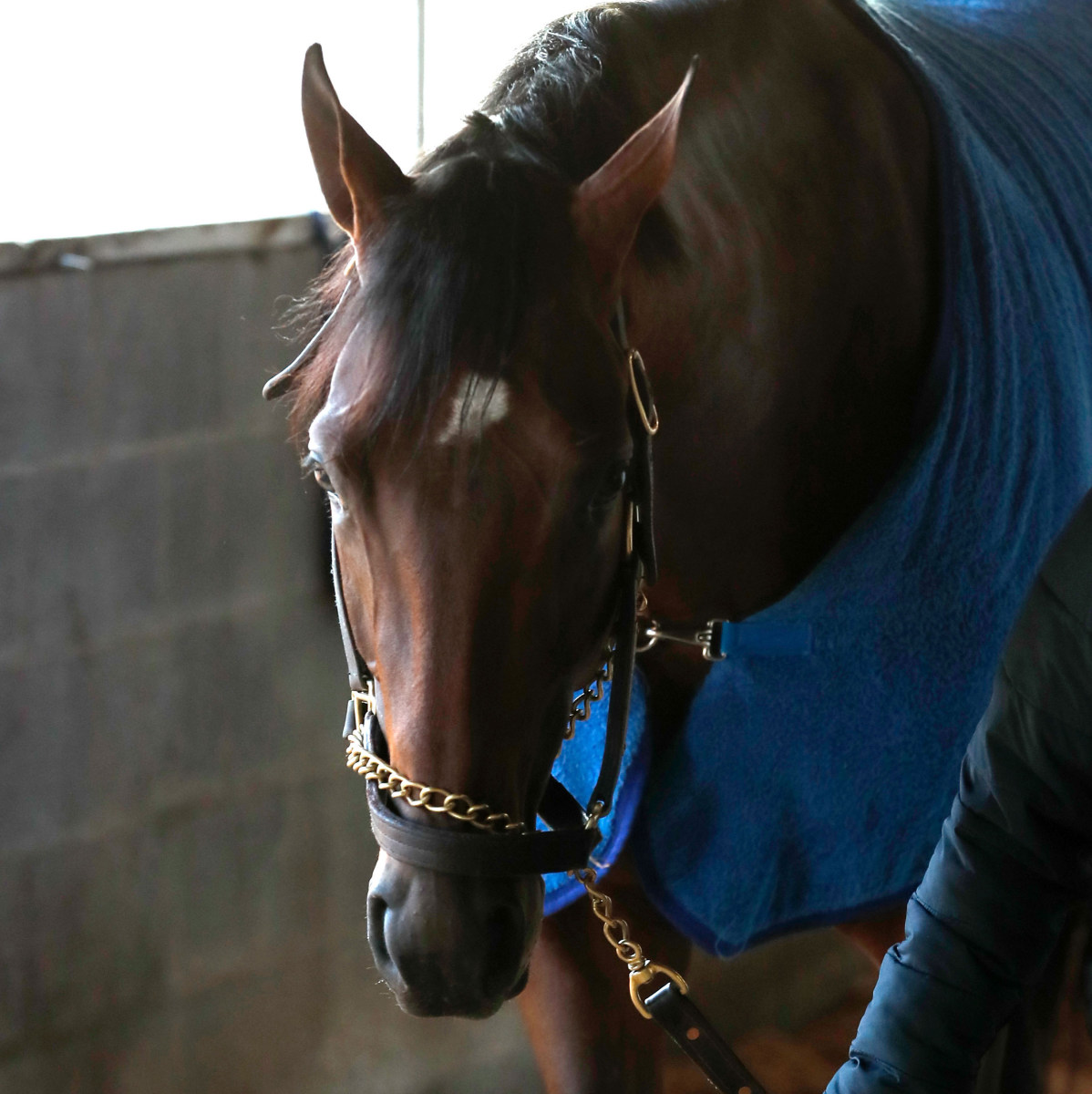 Louisiana Derby Winner Catching Freedom 'Settled In' At Churchill Downs ...