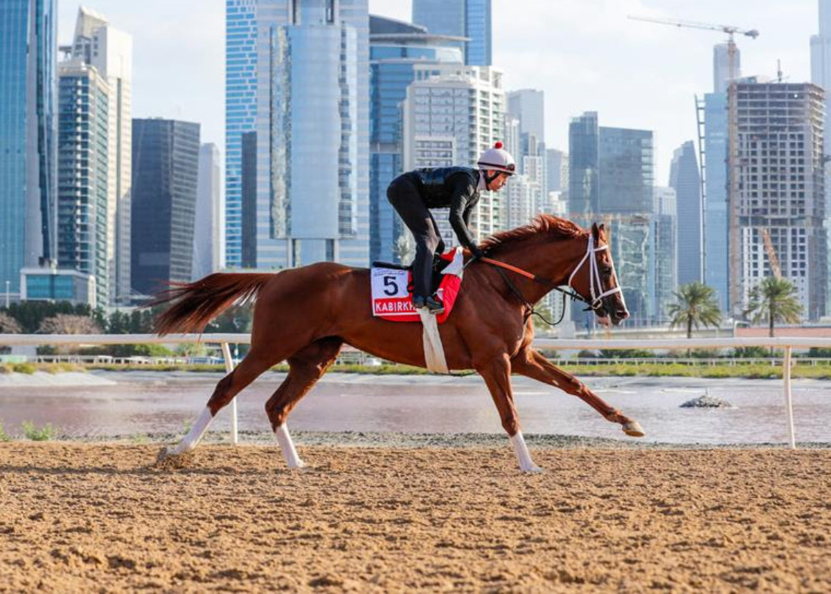 Dubai World Cup 2024 - The California Chrome Effect ♥ - Horse Racing Today