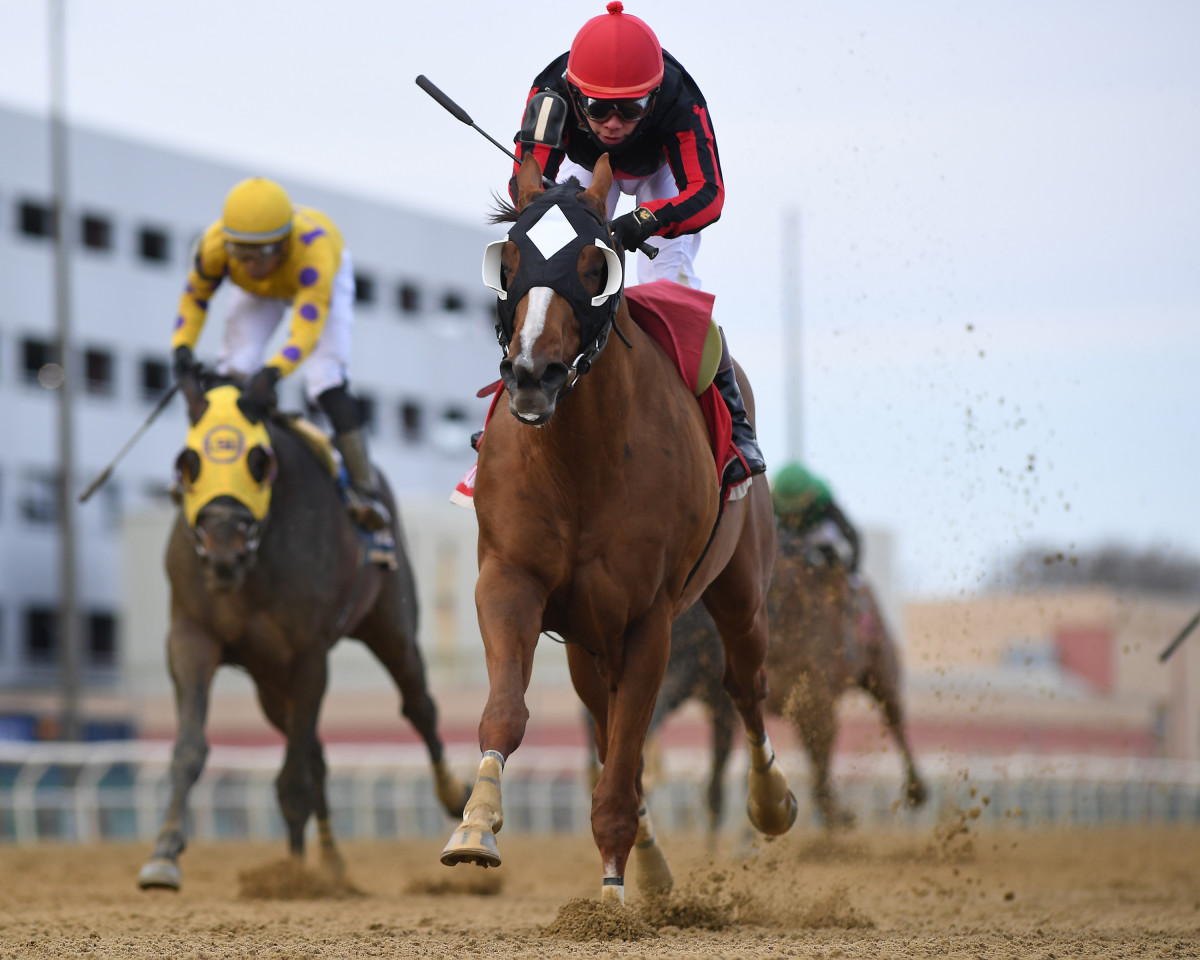 Laughing Boy Brings Curtain Down On Aqueduct Meet With 54-1 Excelsior ...
