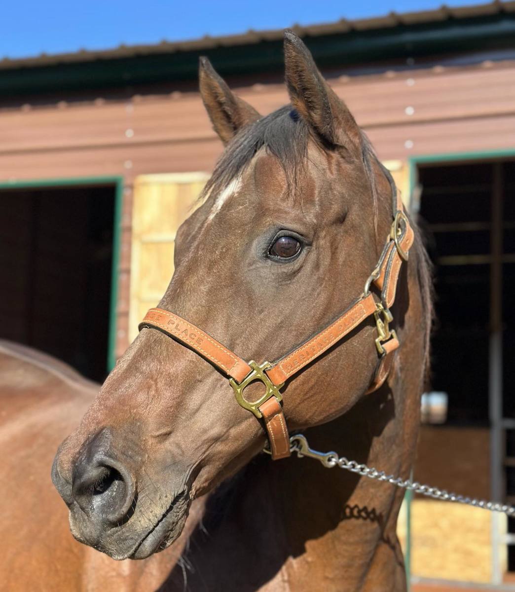 Our Mims Welcomes Retired Mare From Toby Keith's Farm - Paulick Report ...