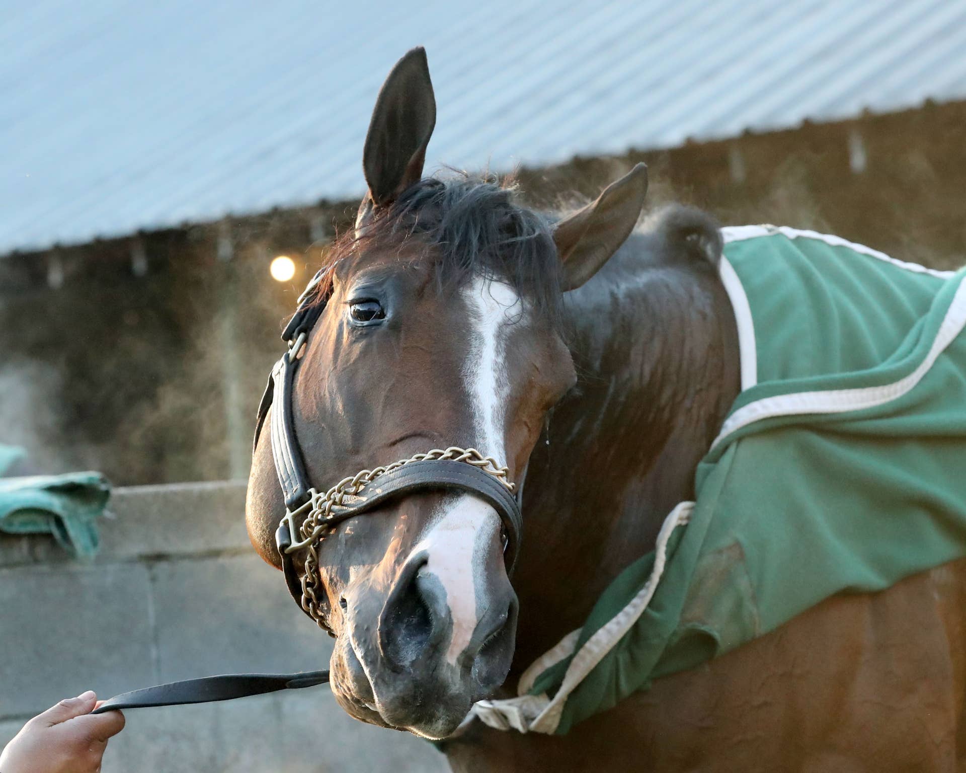 'Matured' Just Steel Nearing Comeback Race In Hot Springs - Paulick ...