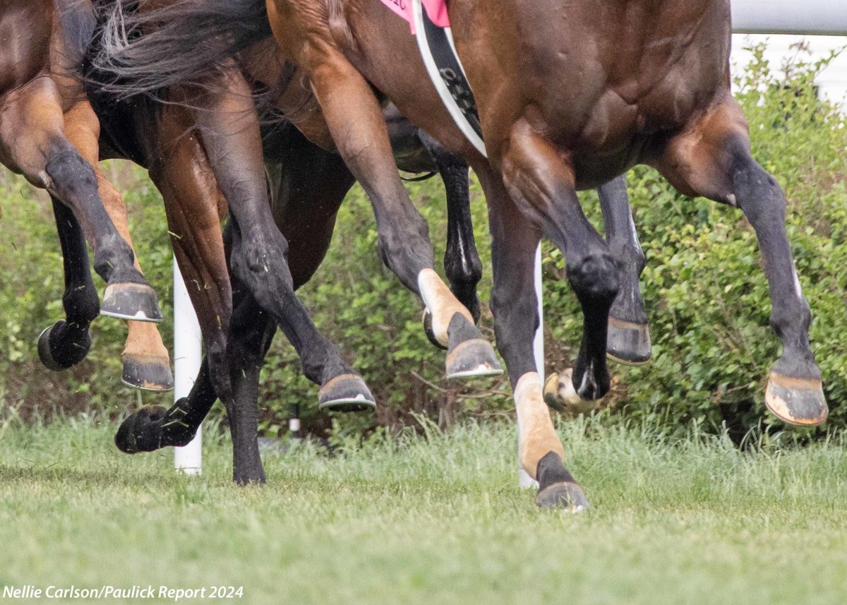 The Big Picture Presented By Excel Equine: Is There An Answer To ...