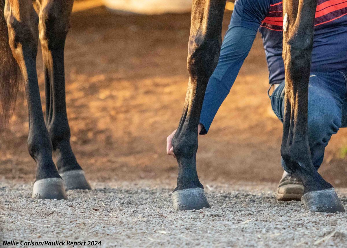 Review: What Diagnostics Are Available For Equine Lameness? - Paulick ...