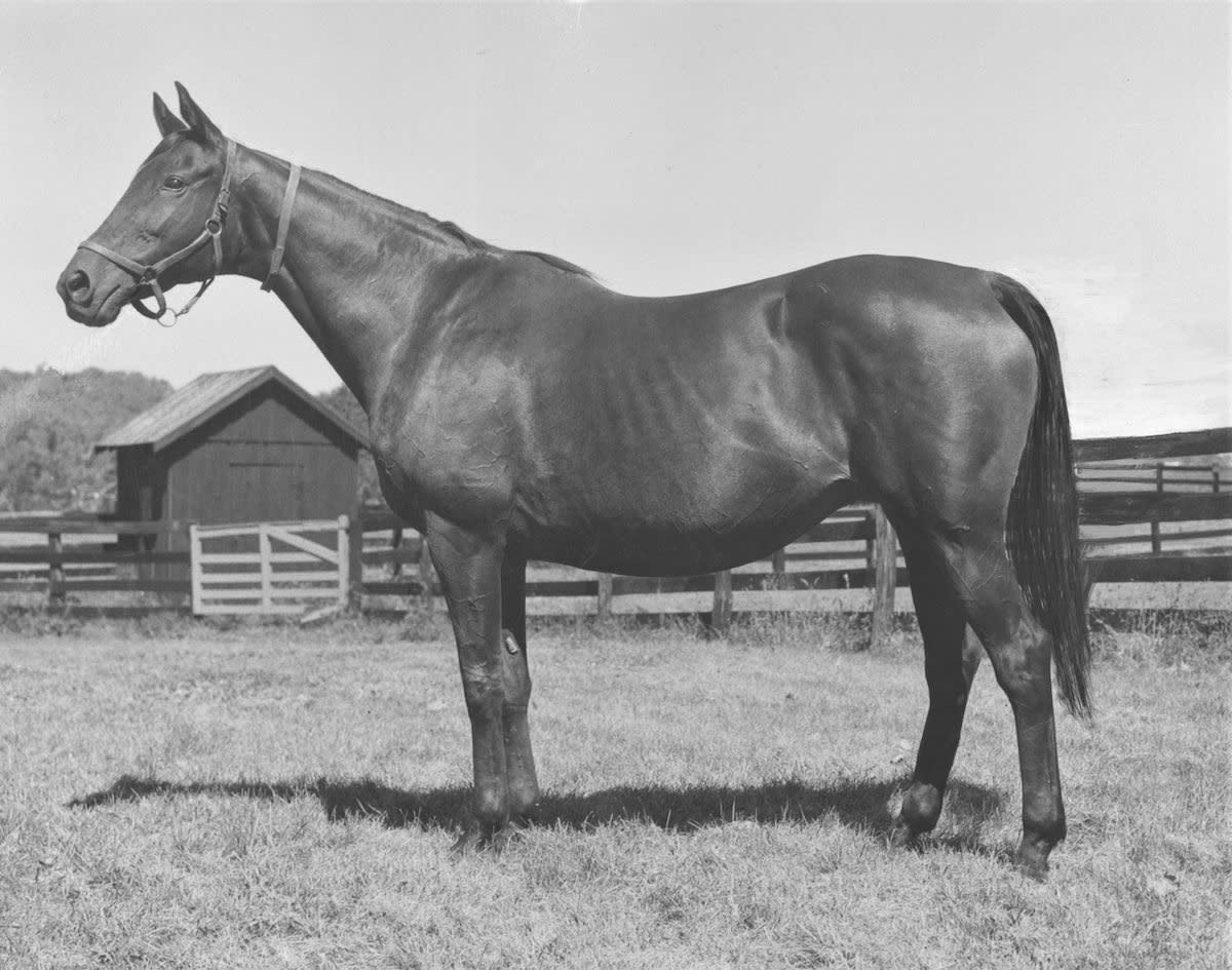 Lest We Forget: Busanda Did Everything Her Way - Paulick Report ...