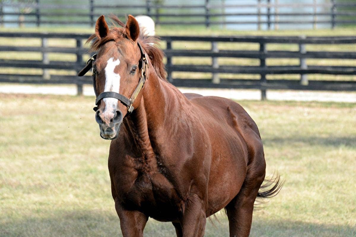 Ide Euthanized At 31 After Bout Of Colic - Paulick Report | Latest news ...