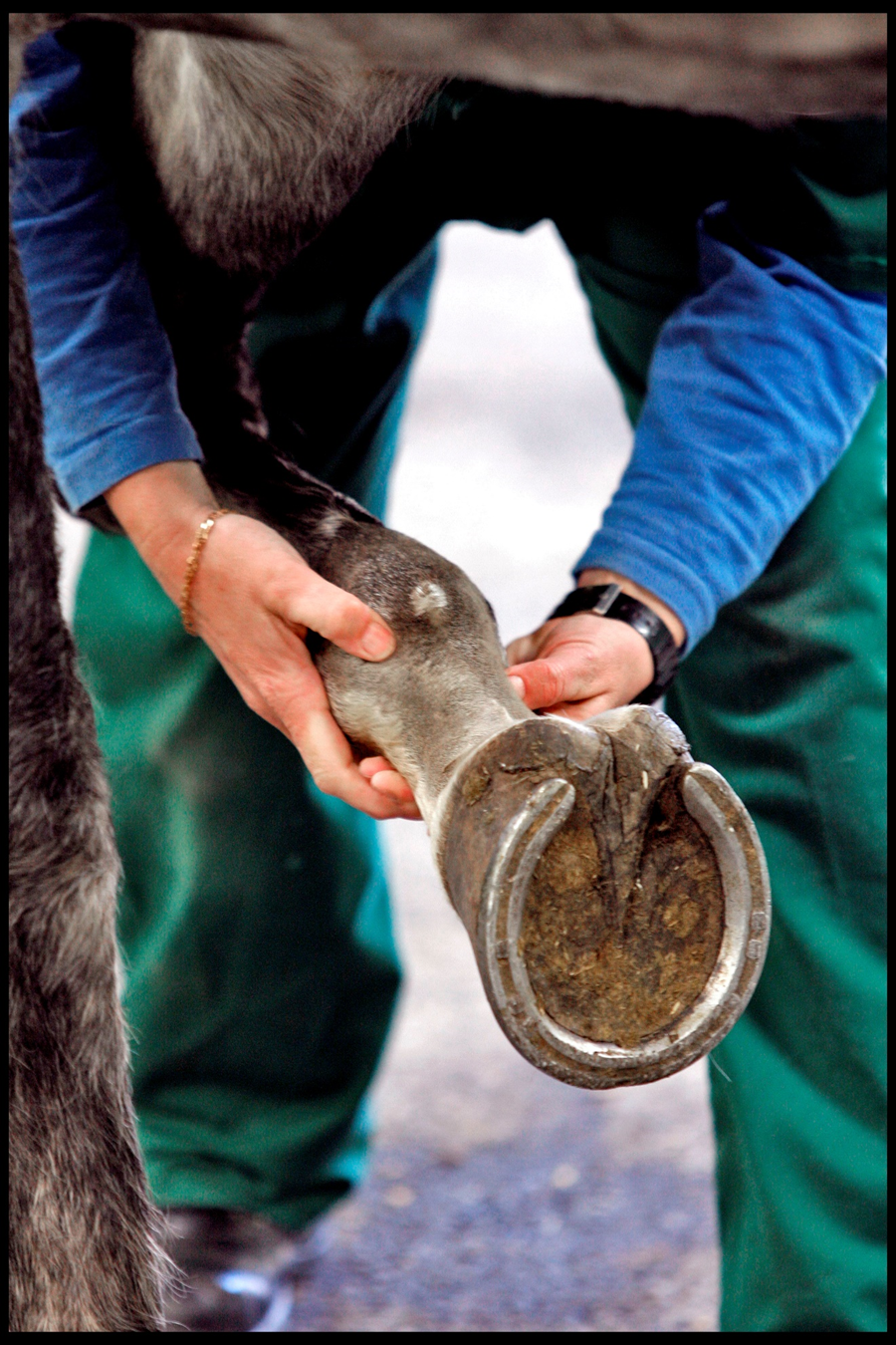 Researchers Seeking Veterinary, Farrier Feedback For New Study On Hoof ...