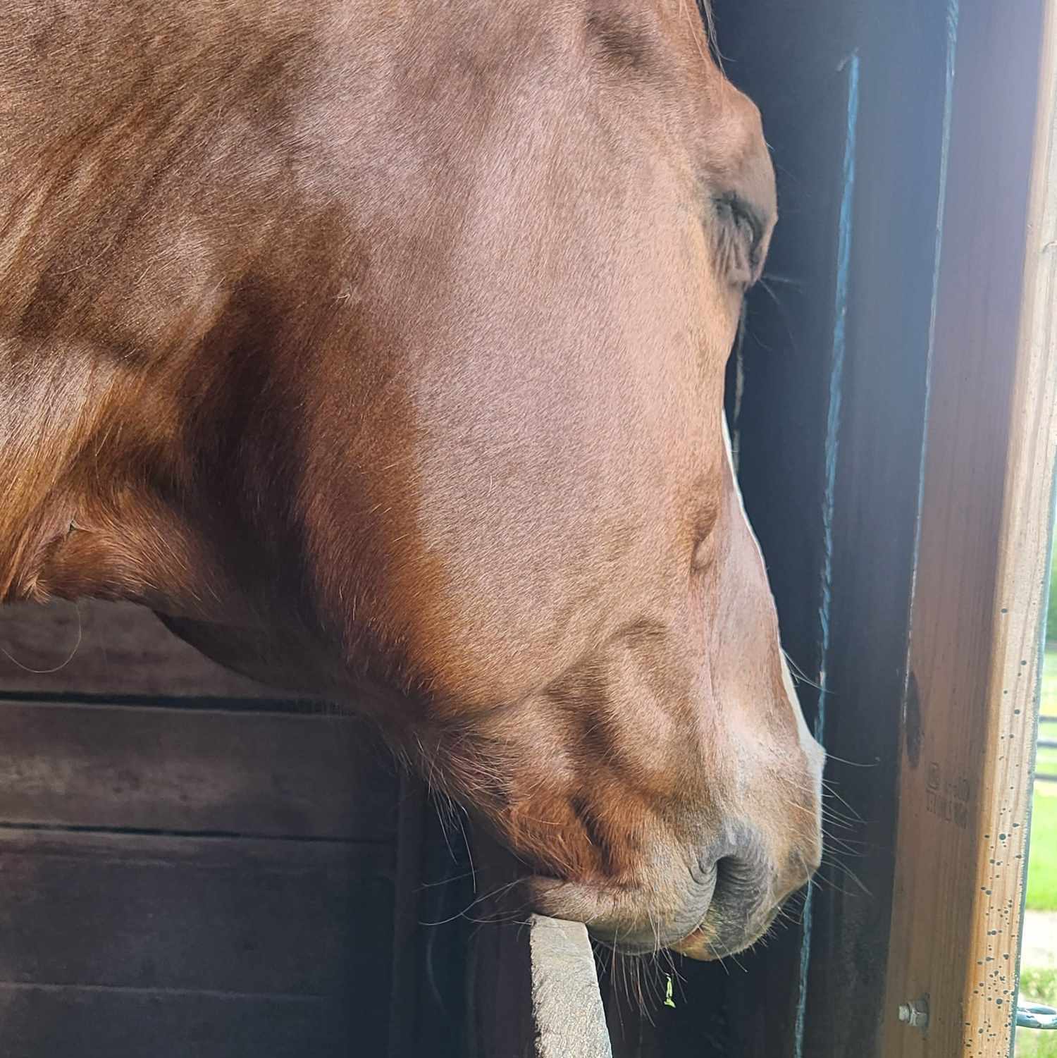 New USEF Rules Mandates Sleep Friendly Stabling At Competitions New USEF Rules Mandates Sleep Friendly Stabling At Competitions