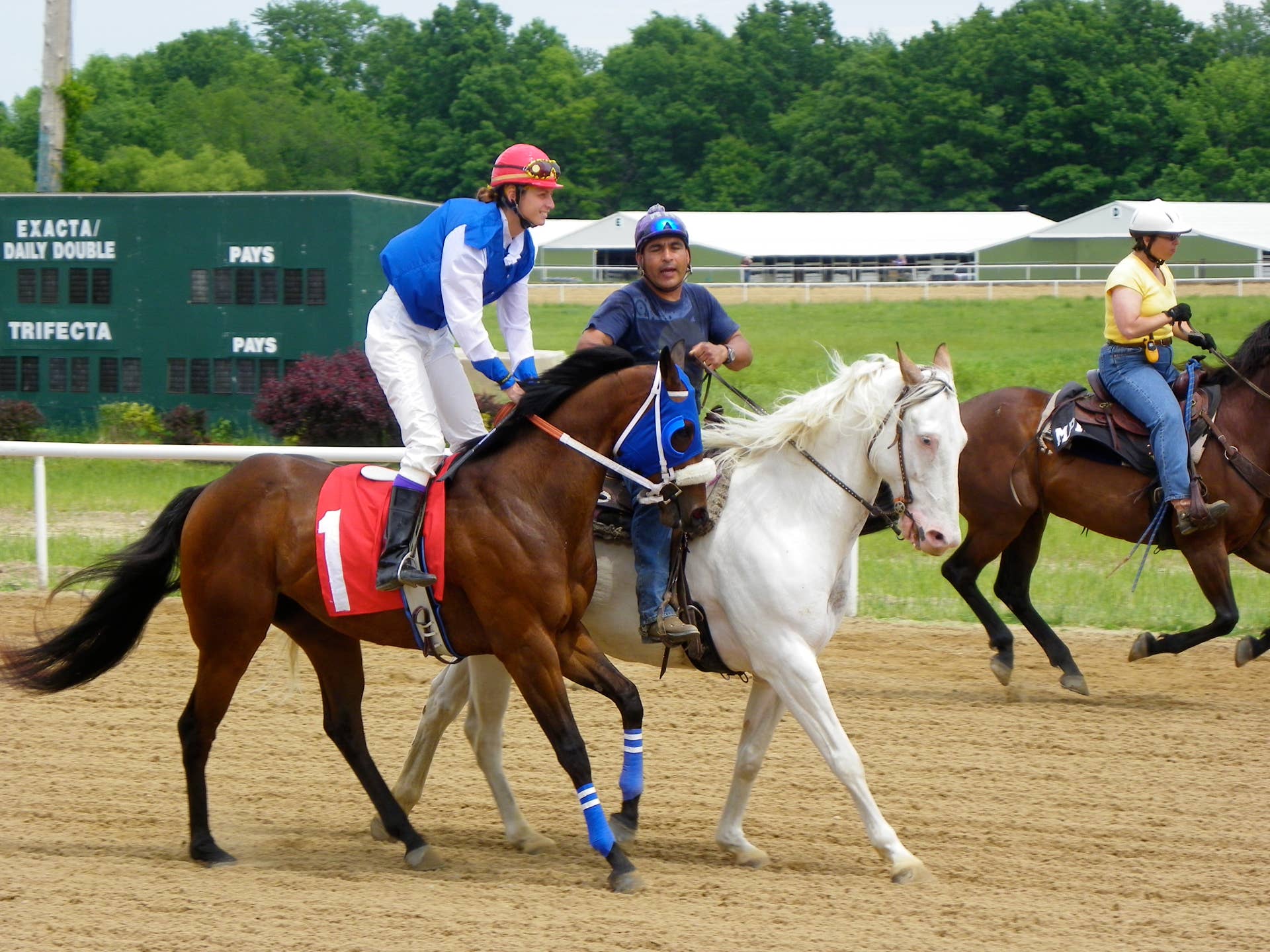 Video: What's The Difference Between A Thoroughbred And Quarter Horse ...
