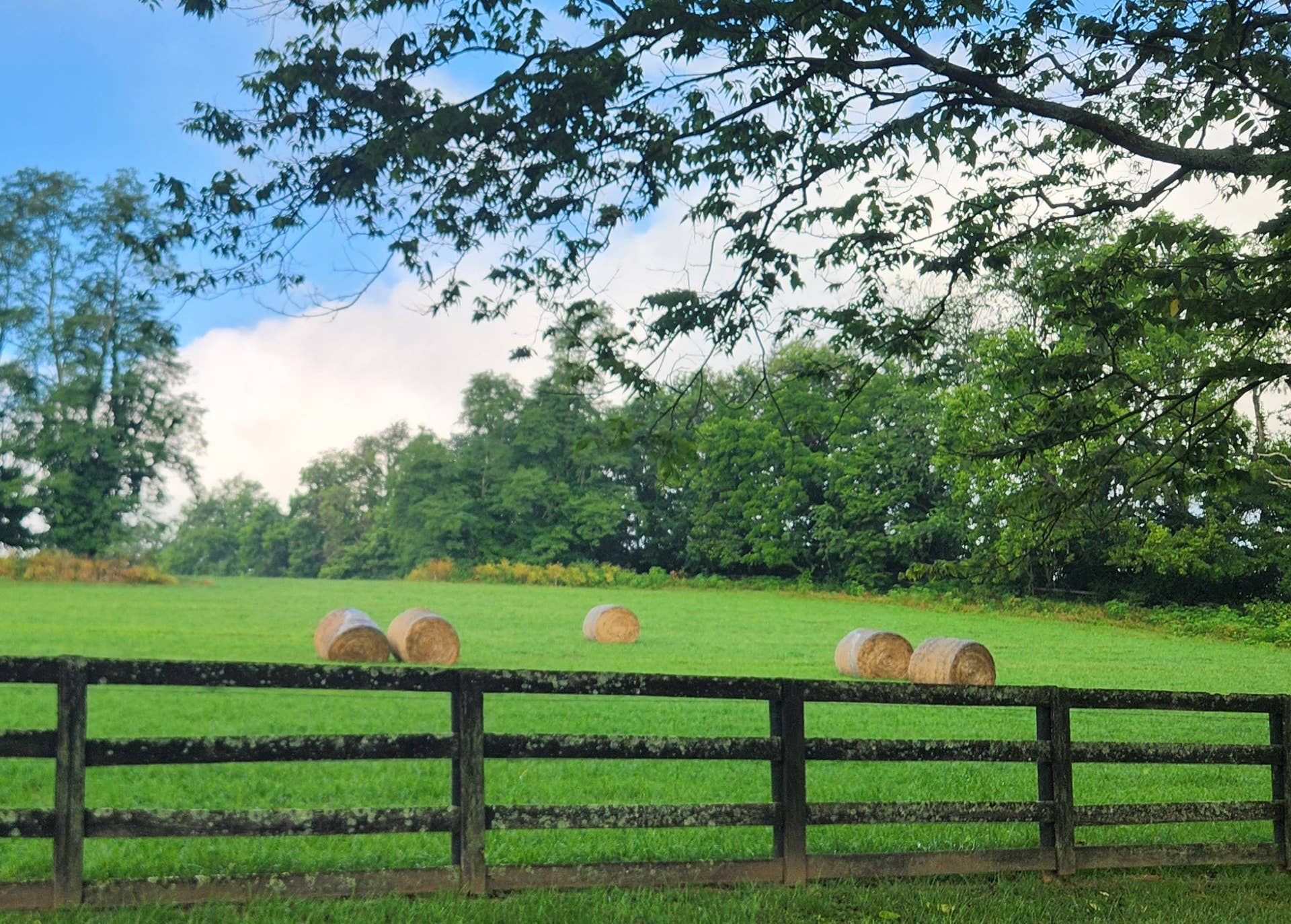 When It Comes To Horse Hay, Cost Matters, But Nutrient Content Should ...