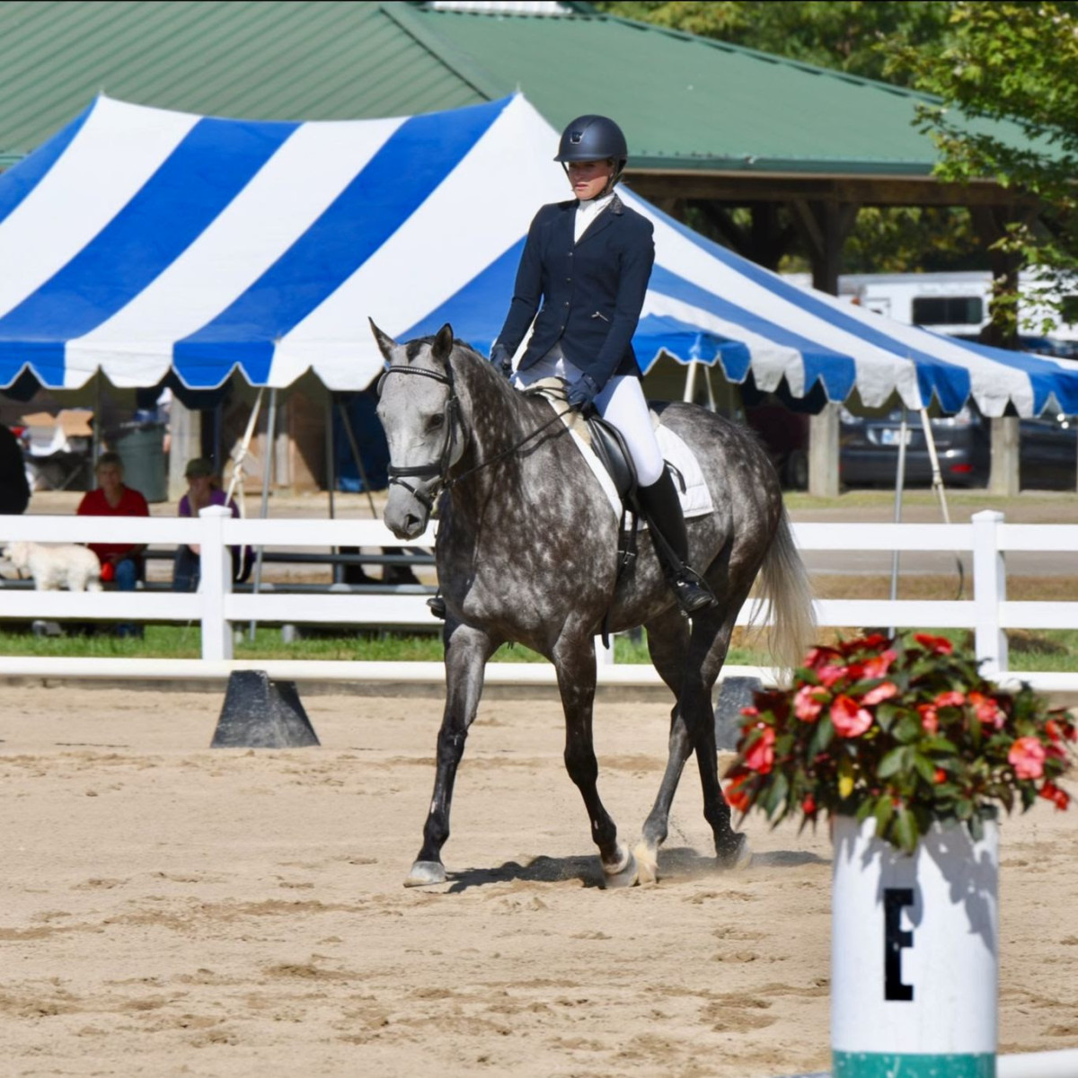 New York Thoroughbred Organizations Announce Retired Racehorse Of The ...