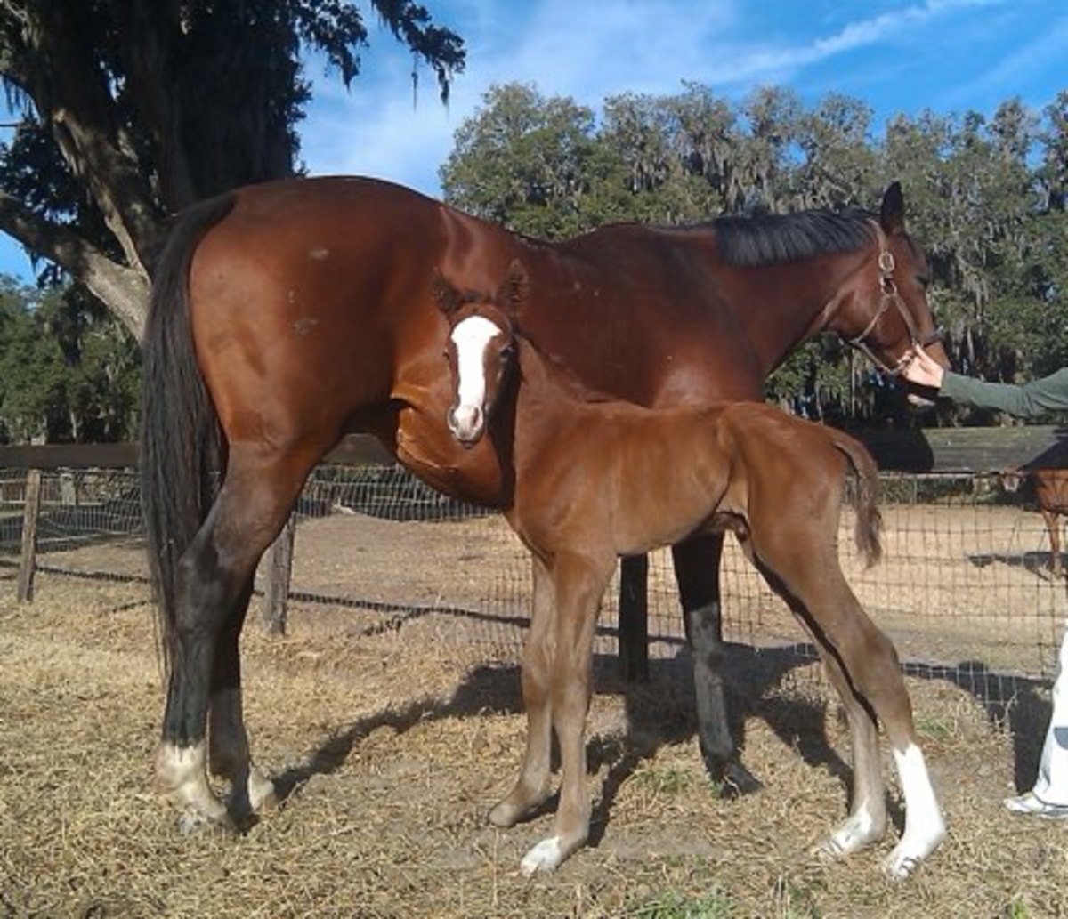 From Tampa Bay To International Eventing, OTTB Vincent Chase’s ...