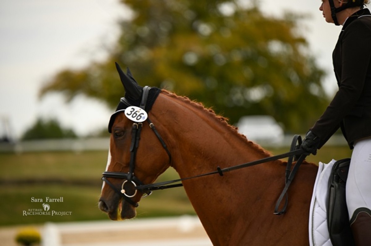 2024 Thoroughbred Makeover Class Shows That Early Retirements Pave The ...