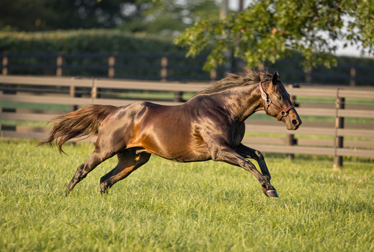 'He's Doing The Talking In The Sales For Us': Maxfield Leads First-Crop ...