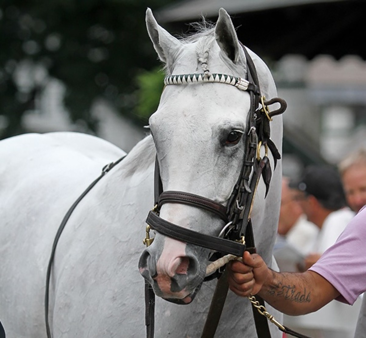 Beaten Favorite Arthur's Ride Will Train Up To Breeders' Cup Classic ...