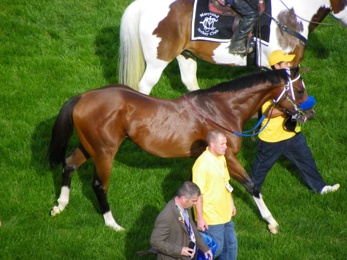 No Need To Run Away From A Racehorse With Swayback, Trainers Say ...