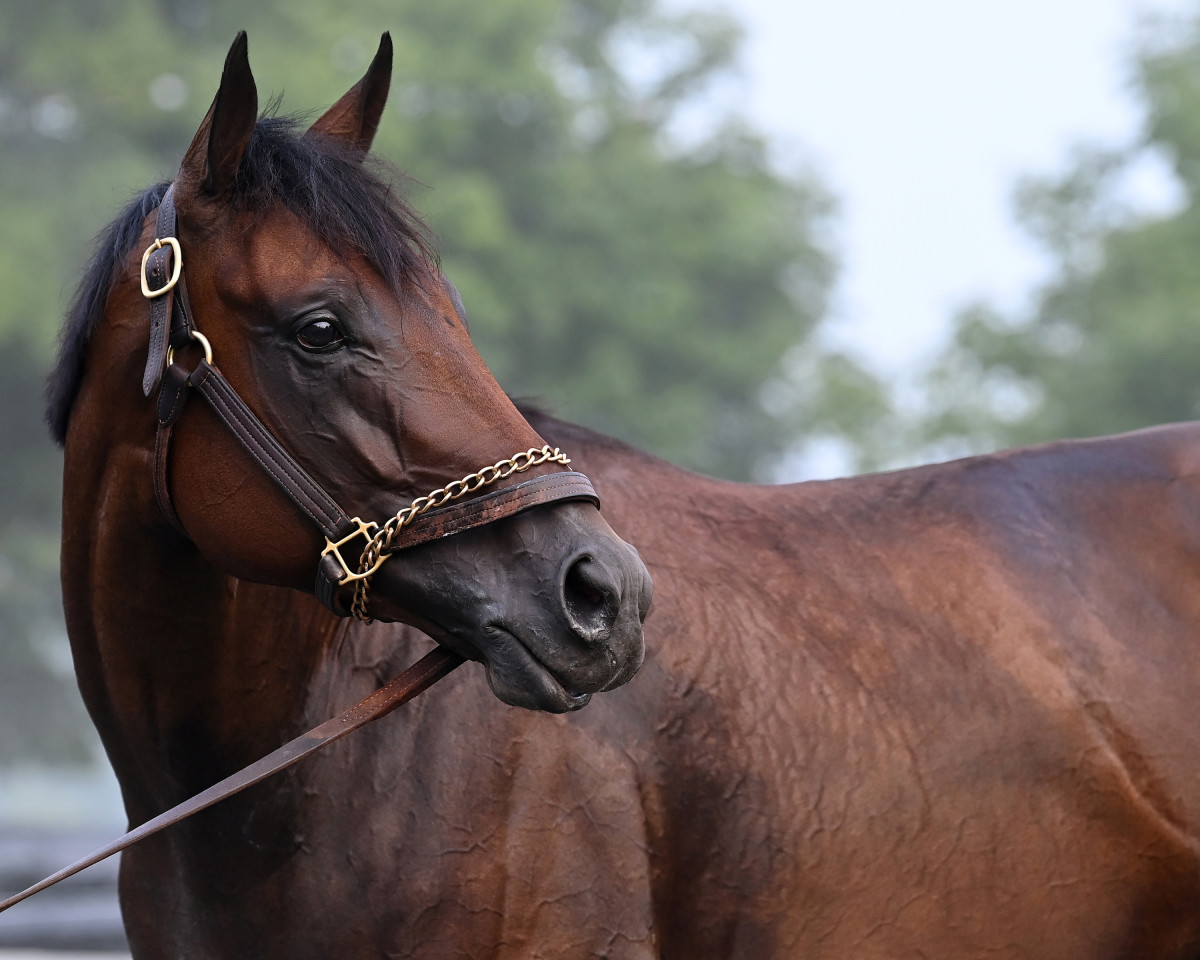 Fierceness Getting 'Bigger, Stronger' Ahead Of Breeders' Cup Classic Bid - Paulick Report ...