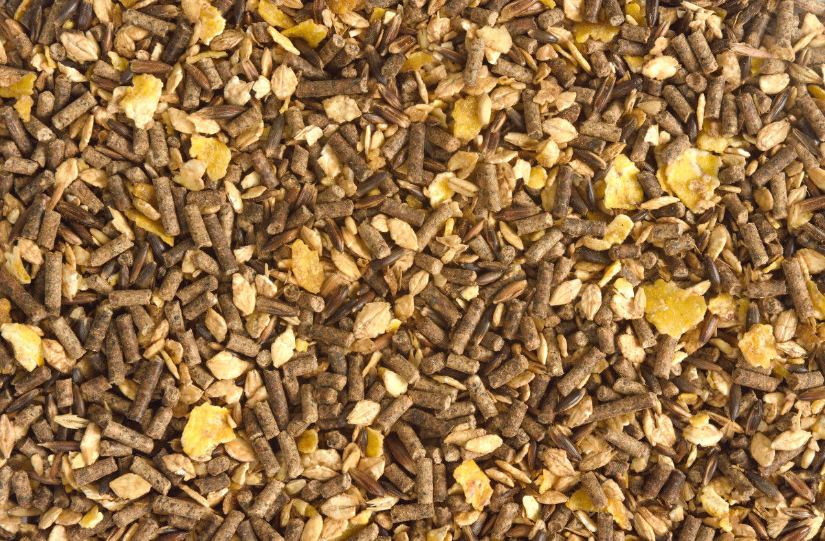 Dozens Of Rodeo Horses Die After Possible Monensin Feed Contamination ...