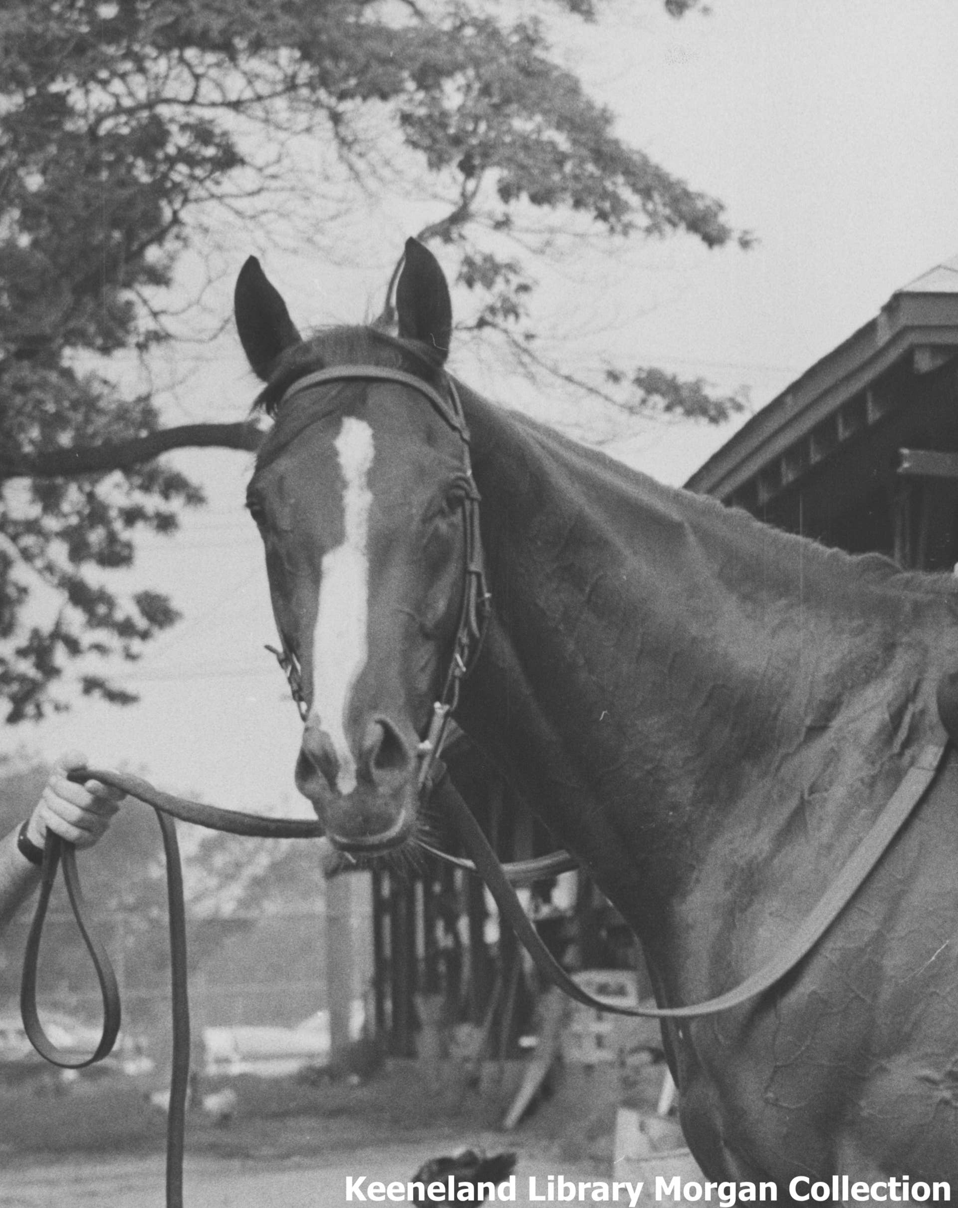 Lest We Forget: Sword Dancer Kept The Teddy Line Going In American ...