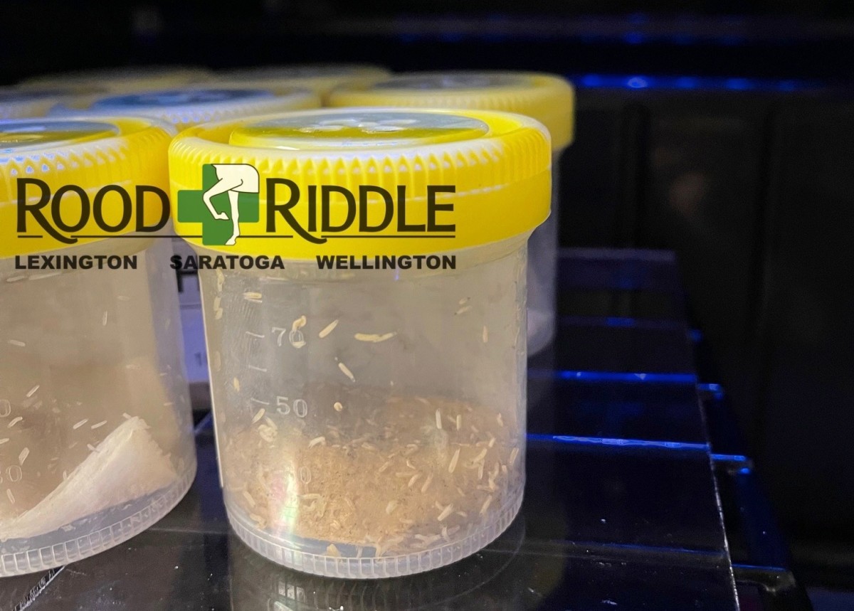 Rood & Riddle Podiatry: Larval Therapy Decreases Layup Time For Coffin ...