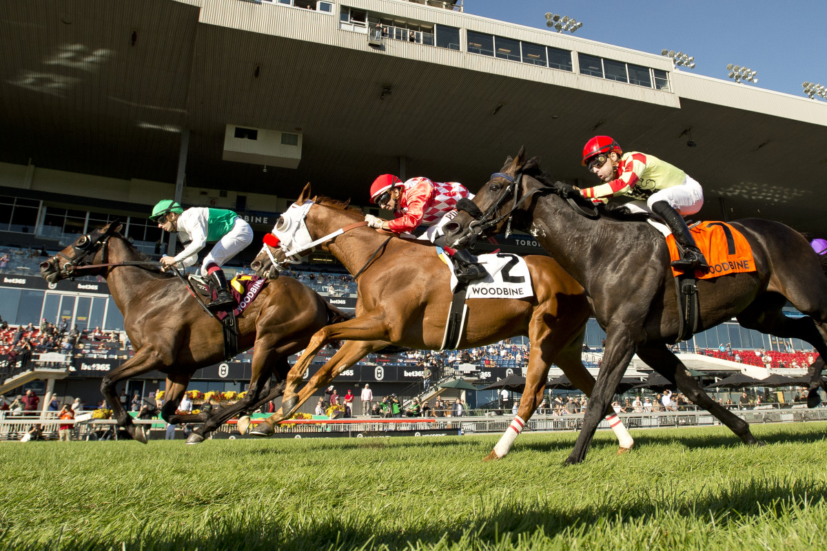 Field Of 10 Takes On Friday's Hollywood Turf Cup At Del Mar - Paulick ...