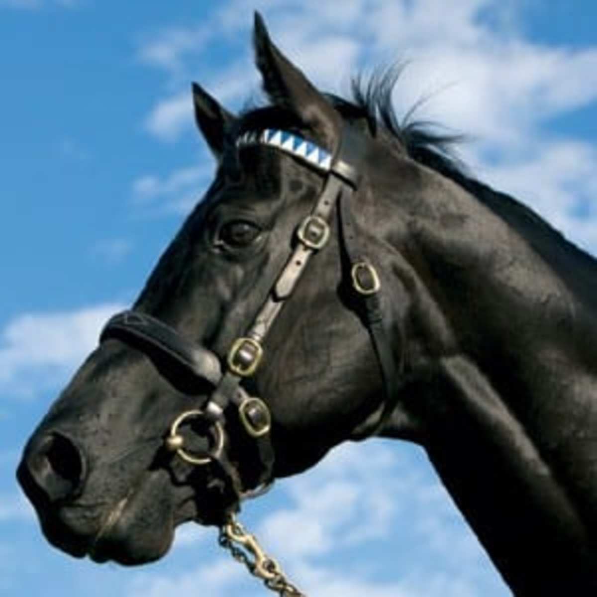 Top Australian sire Lonhro shuttling to Darley Kentucky - Paulick ...