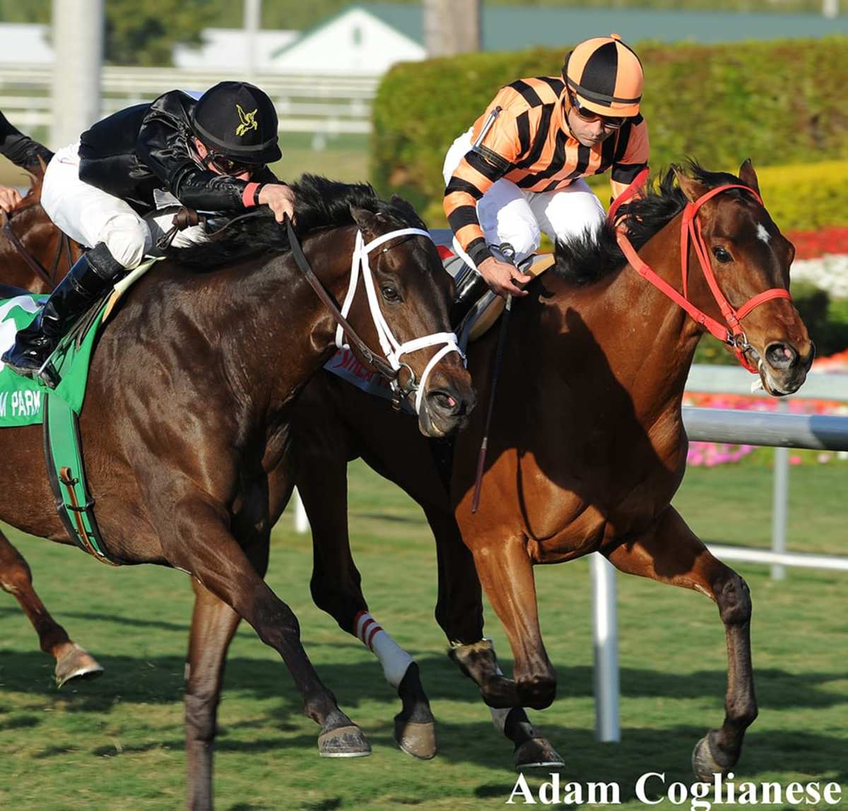 Little Mike returns to action with game win at Gulfstream - Paulick ...