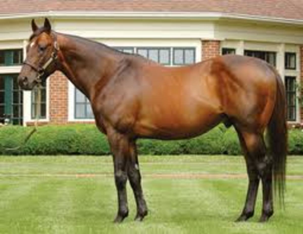 PR Special Stallion Spotlight: Smart Strike - Paulick Report | Latest ...