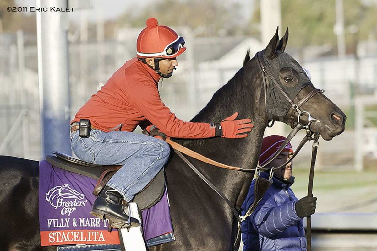 Leading German sire Monsun dies at 22 - Paulick Report | Latest news ...