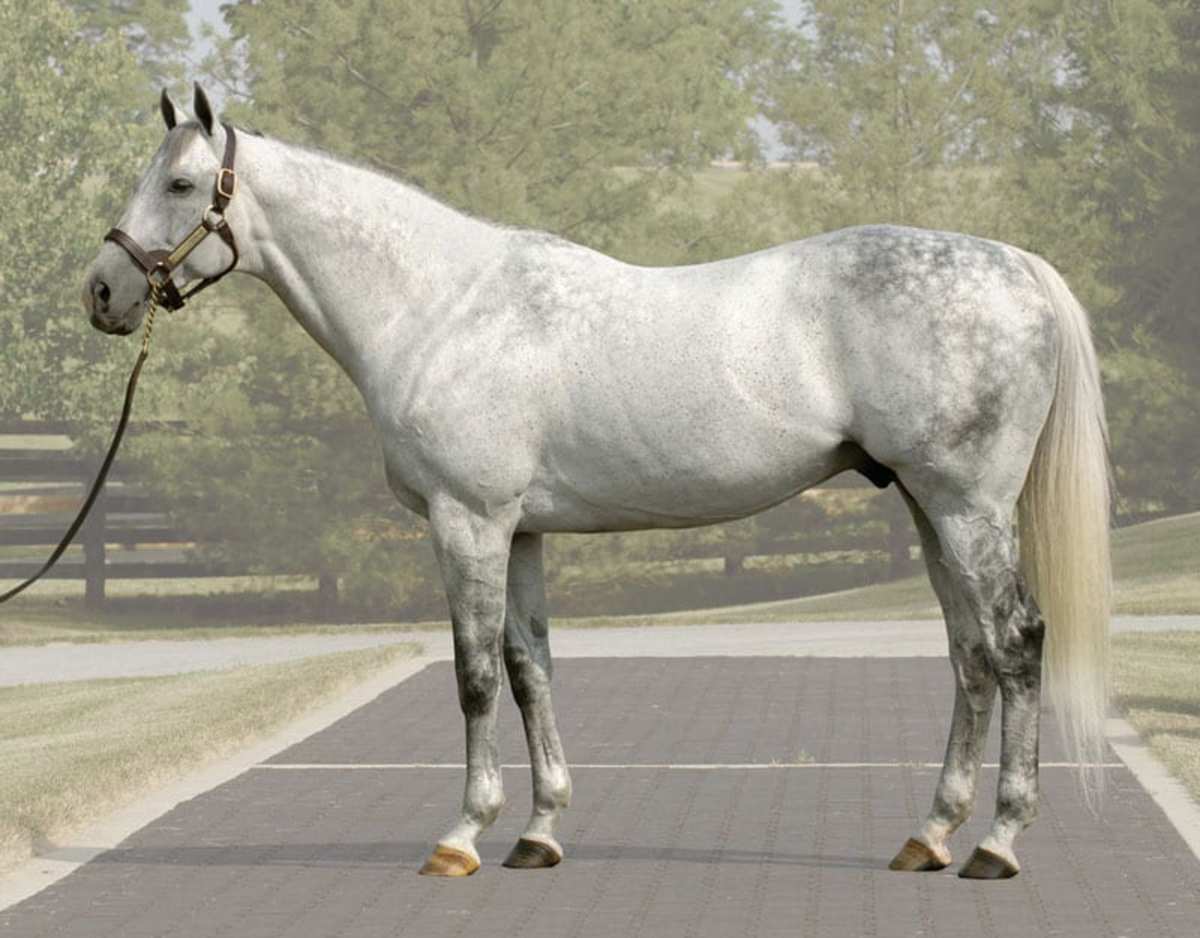 Taylor Made Stallion Unbridled's Song Dies at 20 - Paulick Report ...