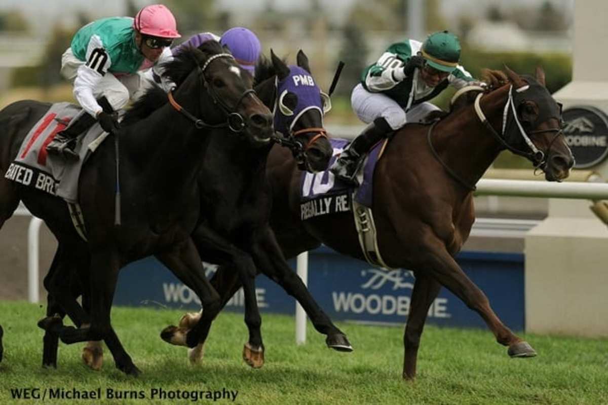 Regally Ready sprints to victory in the Nearctic - Paulick Report ...